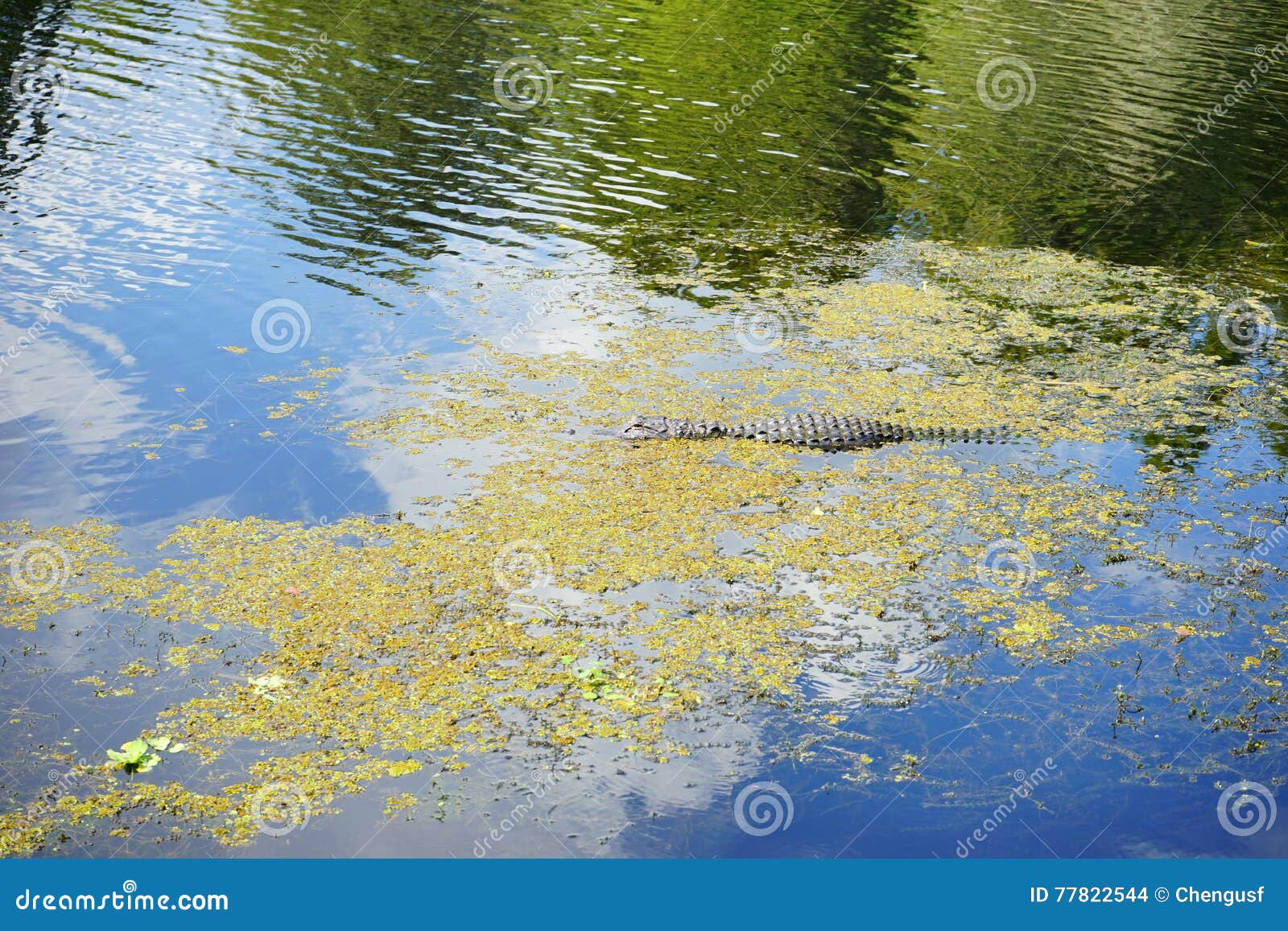 Big alligator in a pond stock photo. Image of lettuce - 77822544