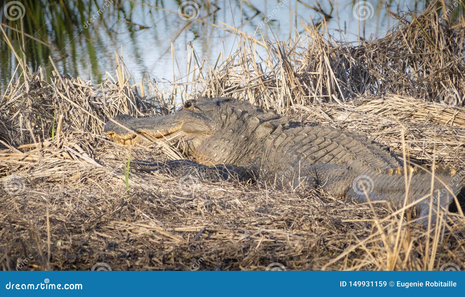 Big Alligator Resting on Ground Stock Image - Image of ground, land ...