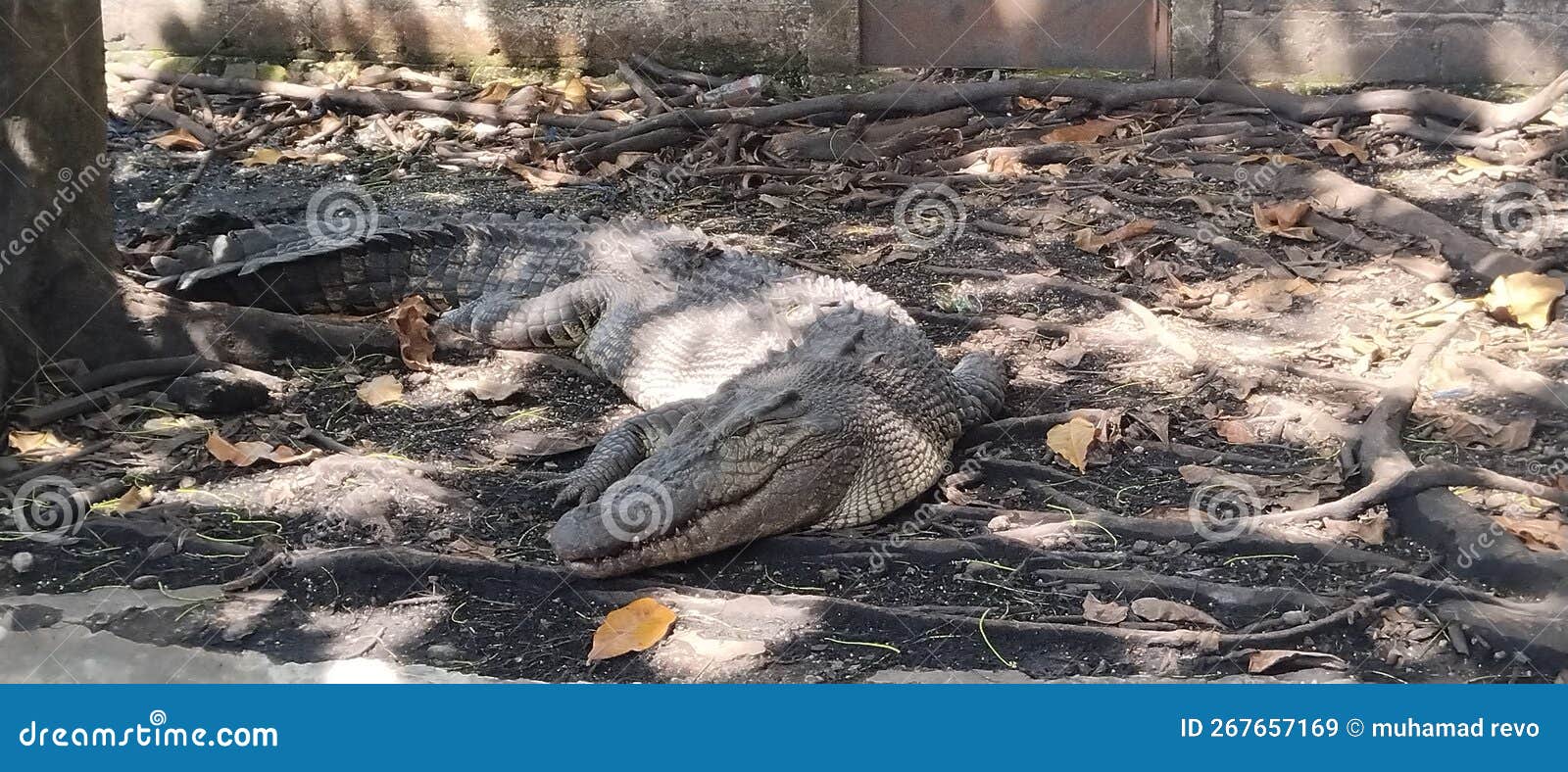 The Big Alligator Swamp in Action Stock Image - Image of swamp ...