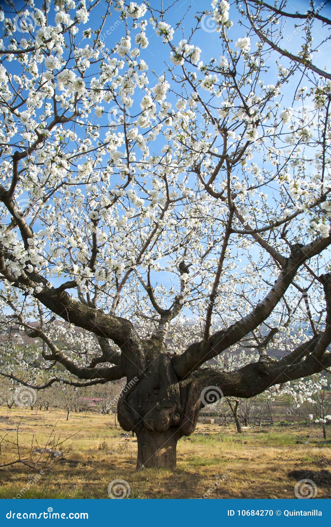 Big almond tree stock photo. Image of spring, forest - 10684270