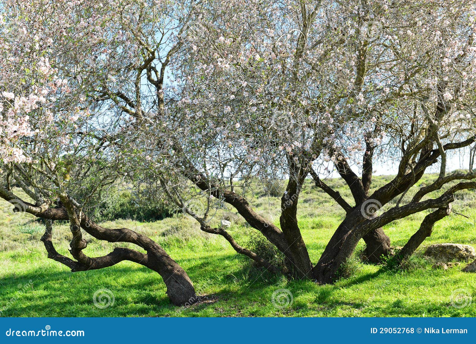 Big almond tree in bloom stock photo. Image of blue, bees - 29052768