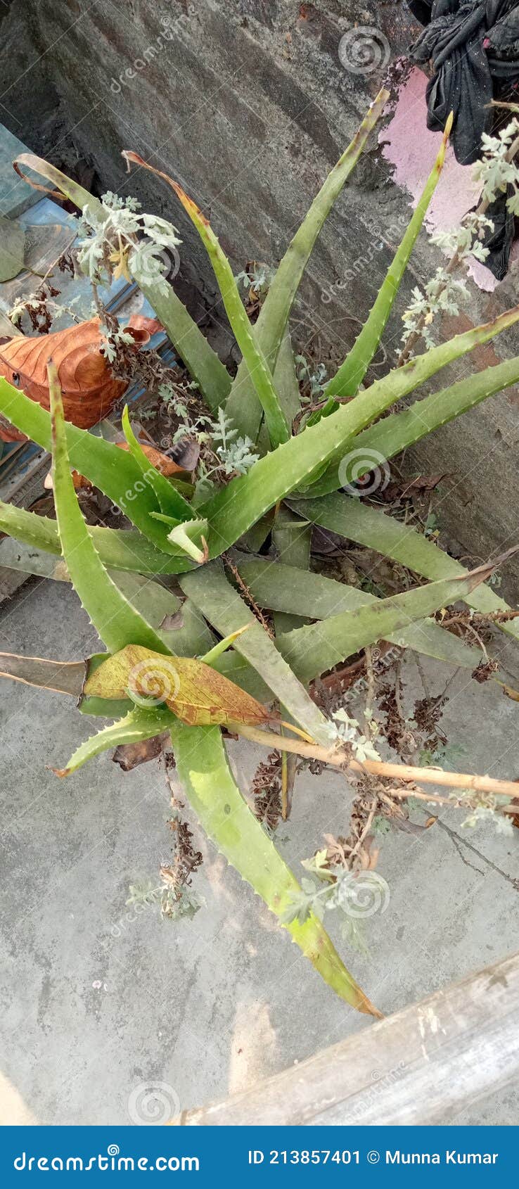 Big Aloe Vara Tree Big Branch Stock Image - Image of flower, healthy ...