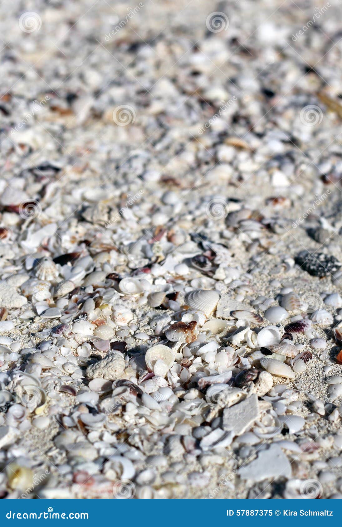 The Big Amount of Shells Laying in the Sand Macro Shot Stock Image ...