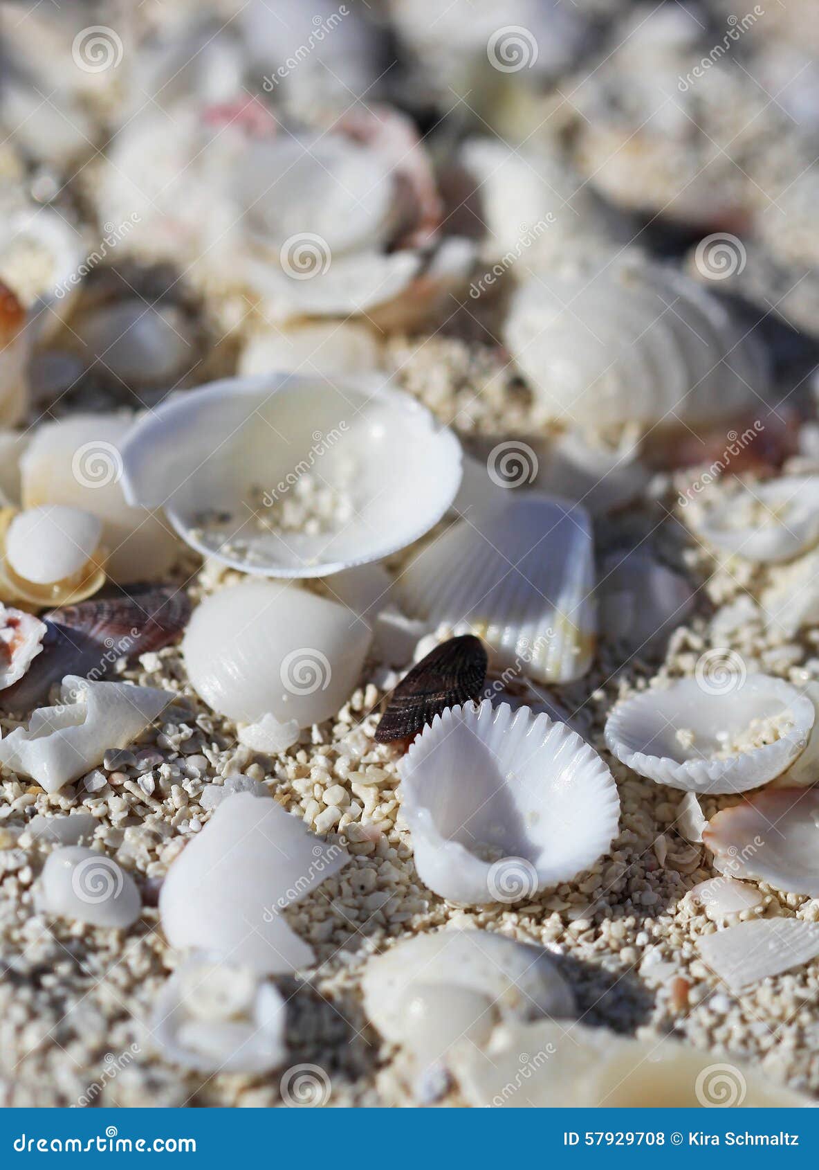 The Big Amount of Shells Laying in the Sand Macro Shot Stock Photo ...