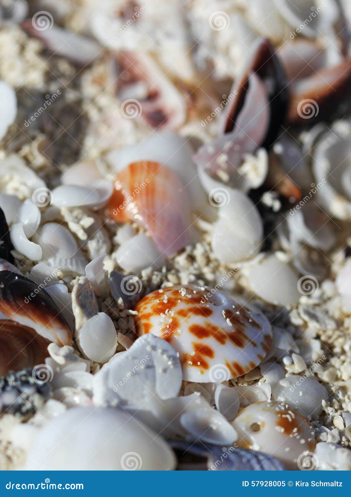 The Big Amount of Shells Laying in the Sand Macro Shot Stock Image ...