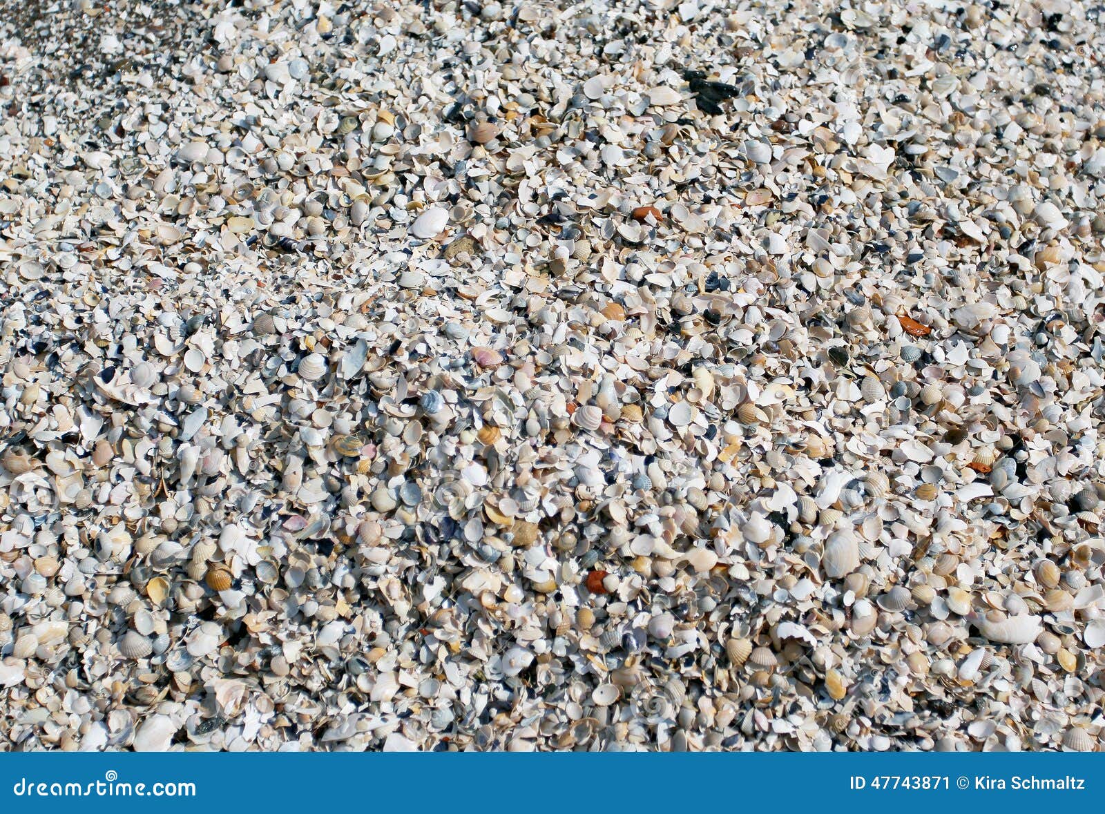The Big Amount of Small Shells Laying on the Ground Stock Image - Image ...