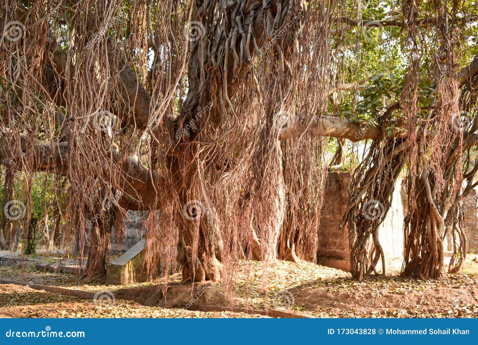 Big Ancient Banyan Tree Background Landscape Stock Photograph Image ...