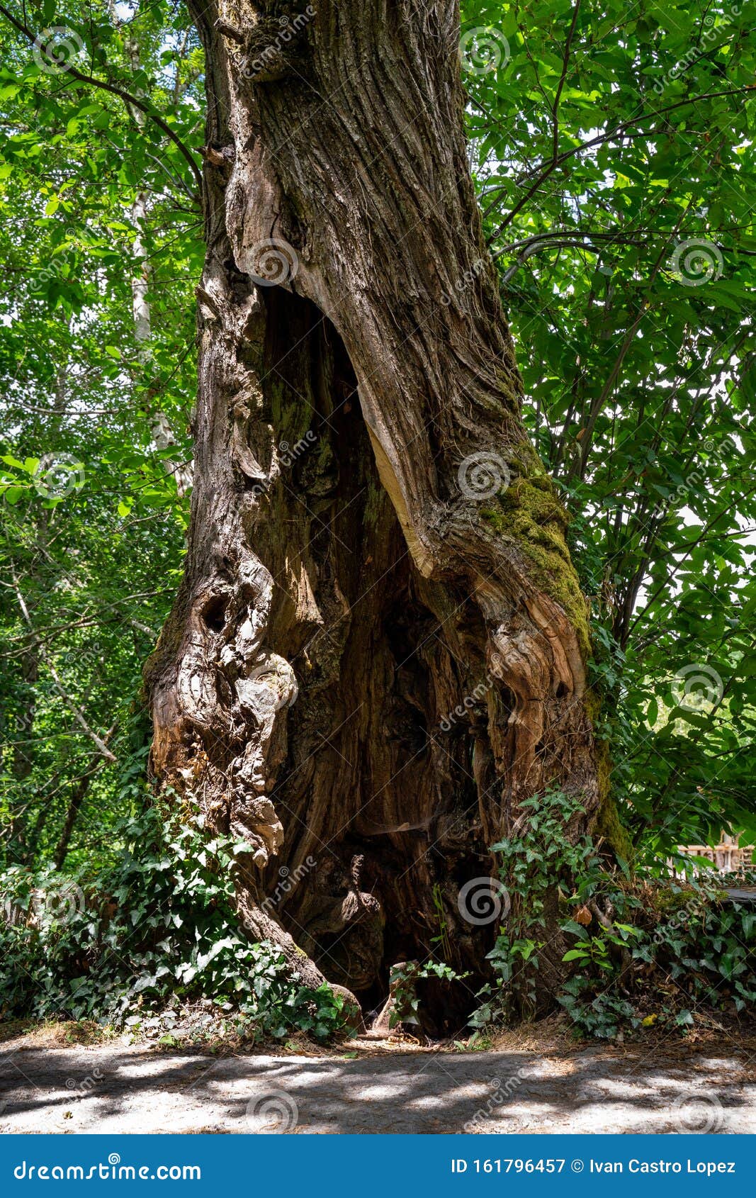Big Ancient Tree with a Big Hole Stock Image - Image of outdoor ...