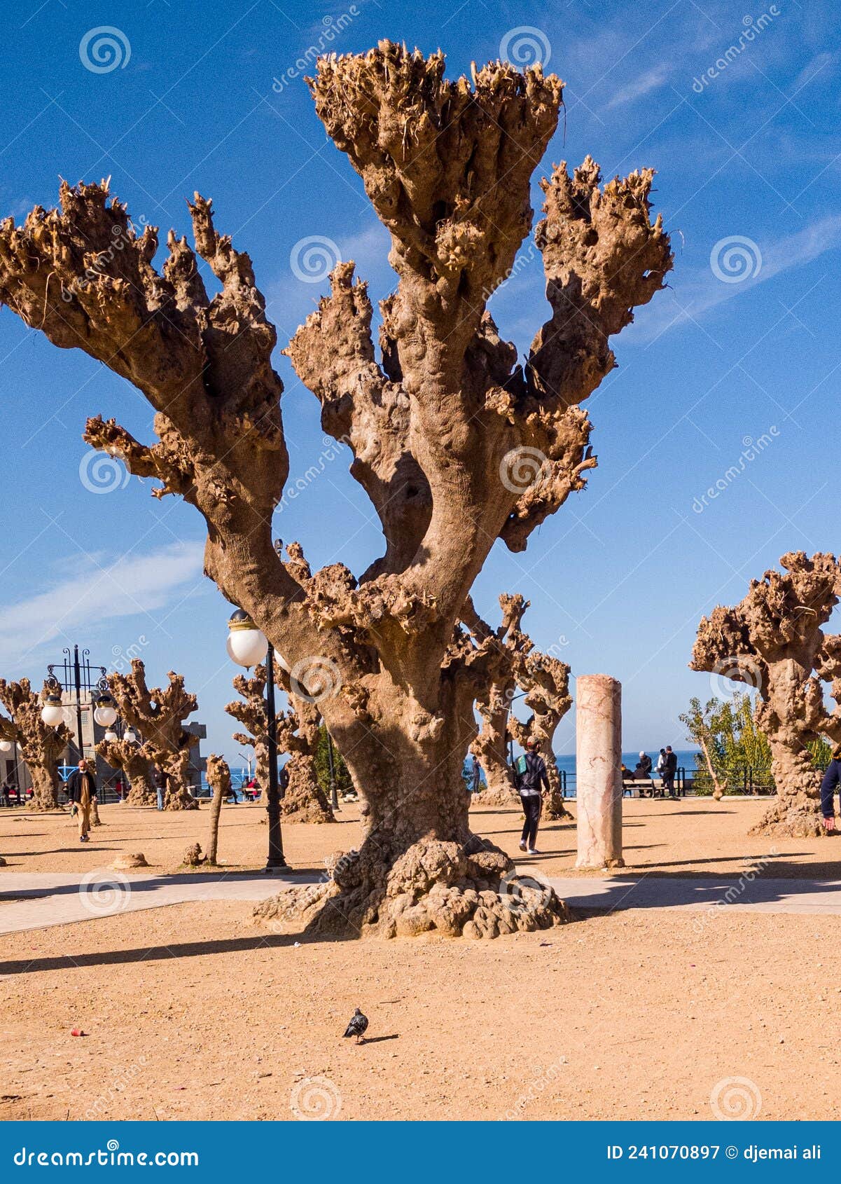 An Ancient Tree At Gobekli Tepe Near Sanliurfa In Eastern Turkey ...