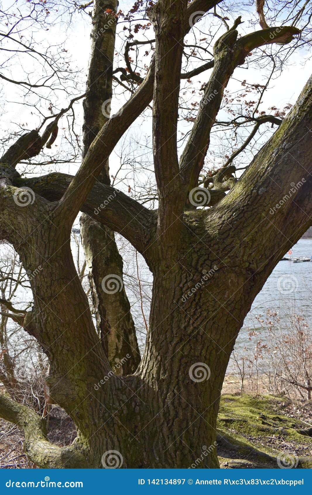 BIg Ancient Tree on the Path in Germany Stock Image - Image of hike ...