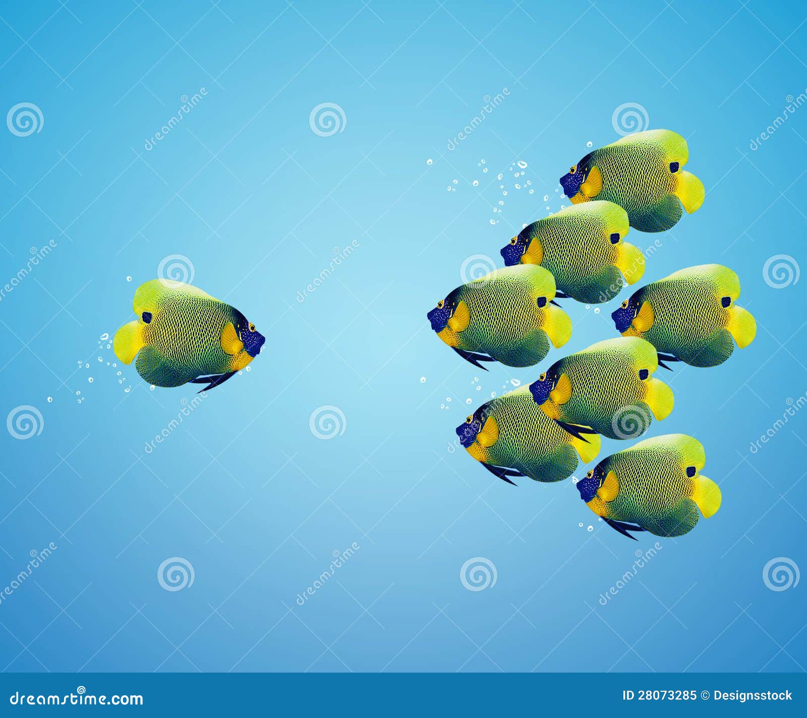 Big Angelfish Leading Group of Angelfish Stock Image - Image of angel ...