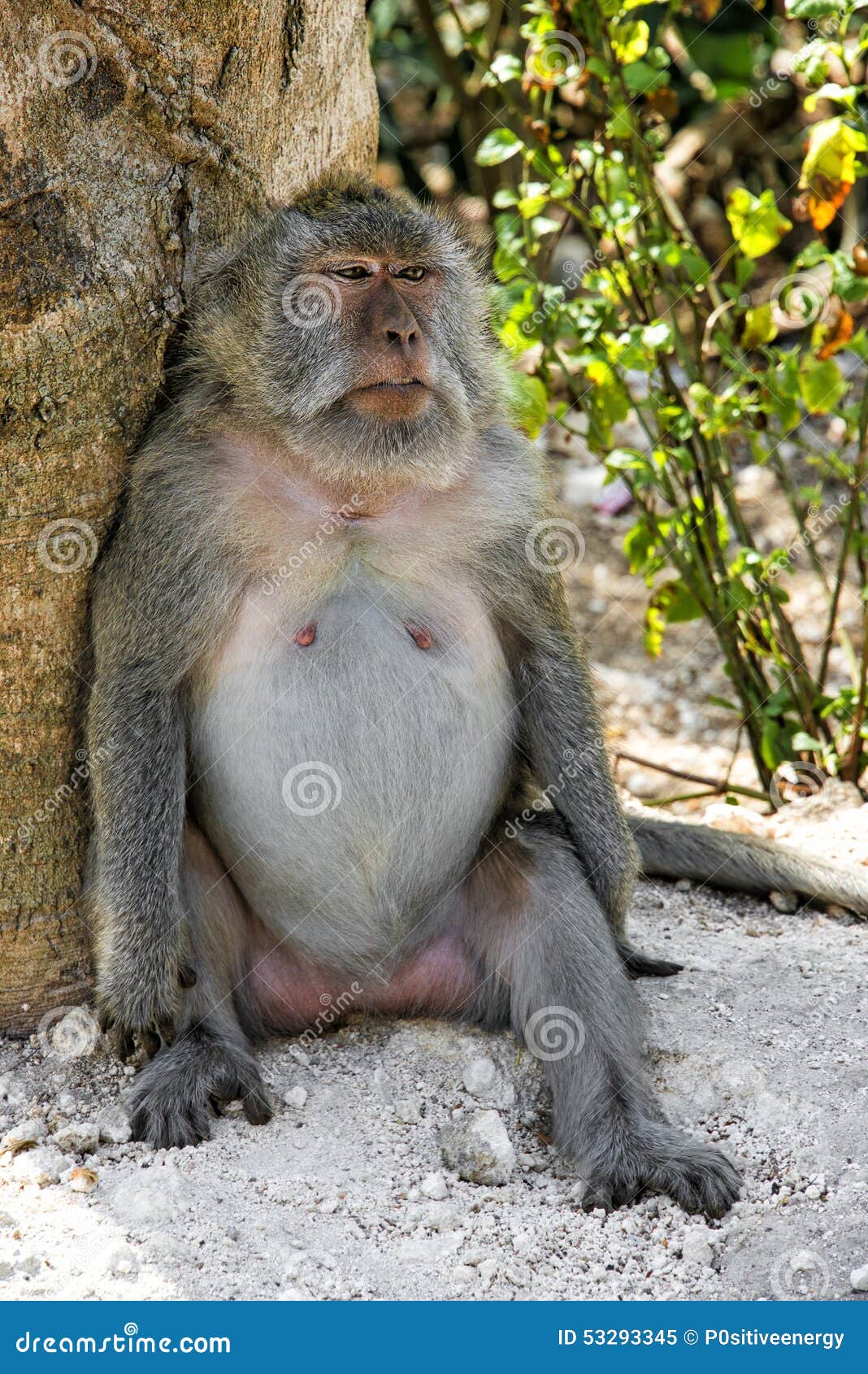 Grumpy Monkey Royalty-Free Stock Photography | CartoonDealer.com #41483525