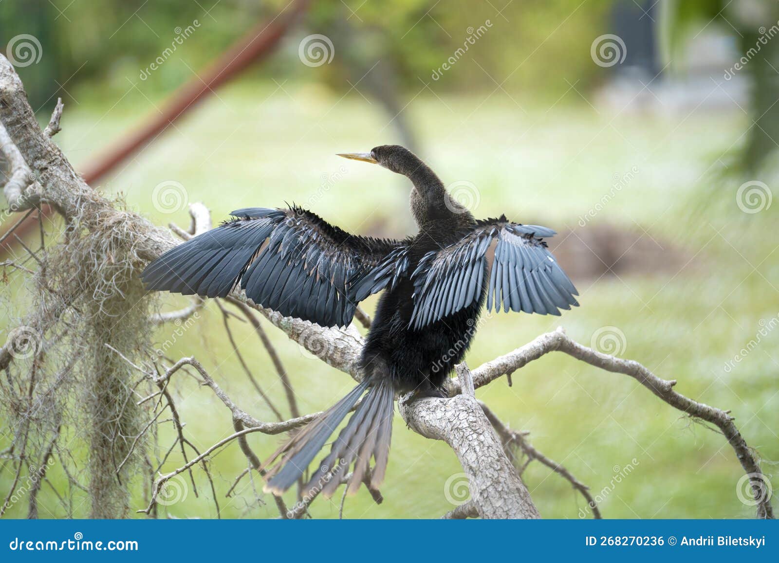 A Big Anhinga Bird Resting on Tree Branch in Florida Wetlands Stock ...