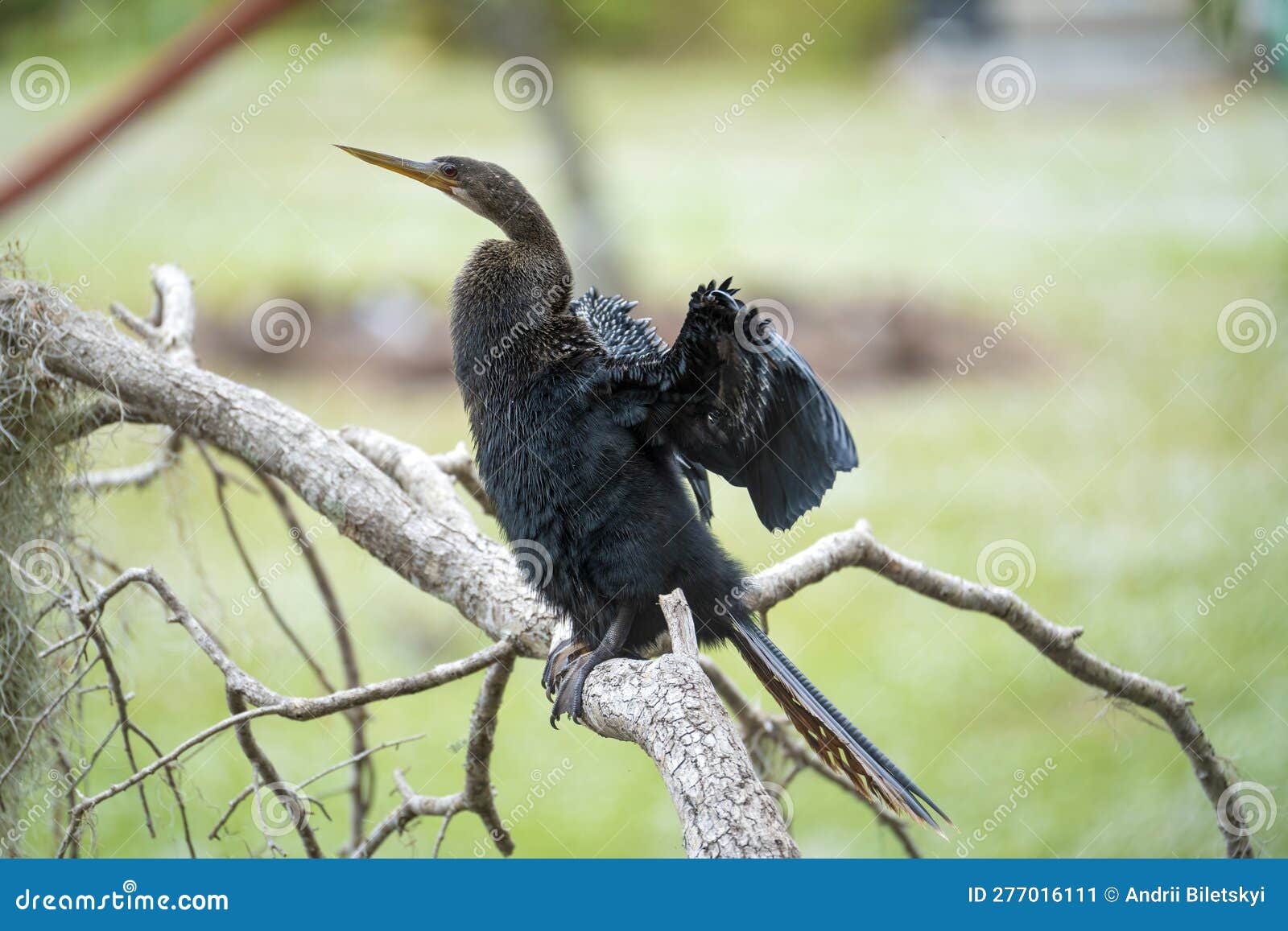 A Big Anhinga Bird Resting on Tree Branch in Florida Wetlands Stock ...