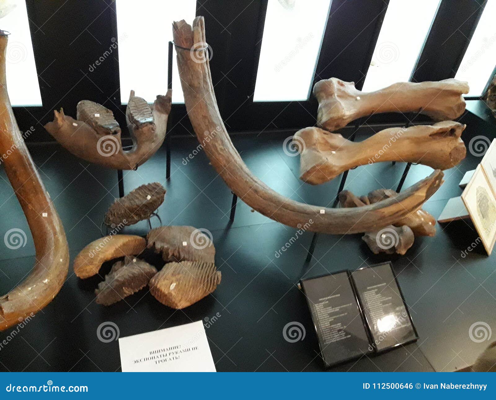 Ancient animals bones editorial photo. Image of bones - 112500646