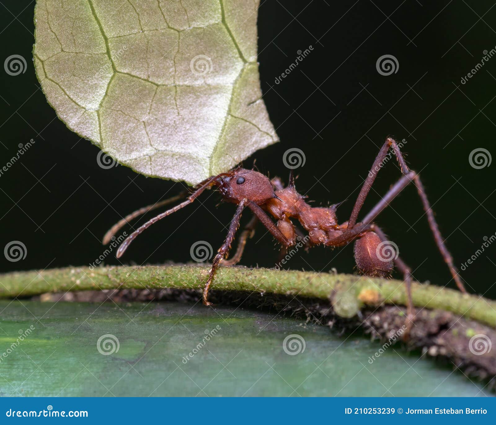 Big Ant Carrying a Piece of Leaf with Its Pincers Stock Image - Image ...