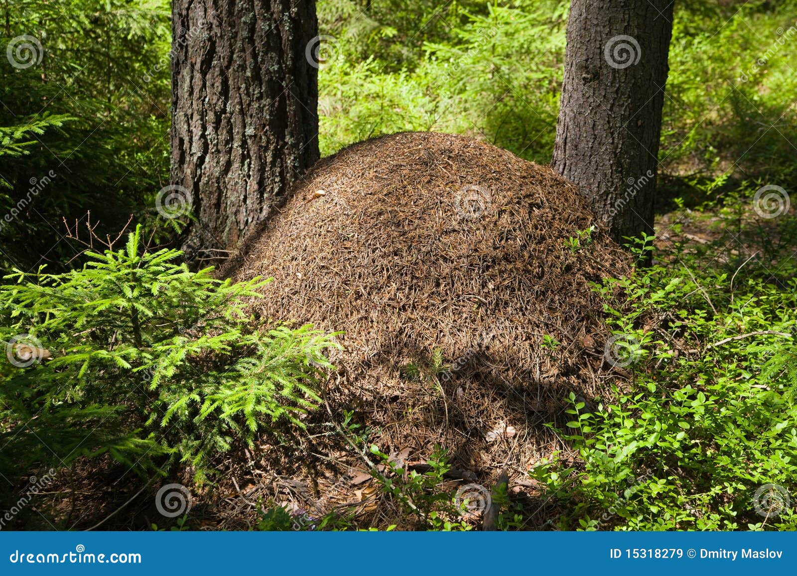 The big ant hill stock image. Image of summer, large - 15318279