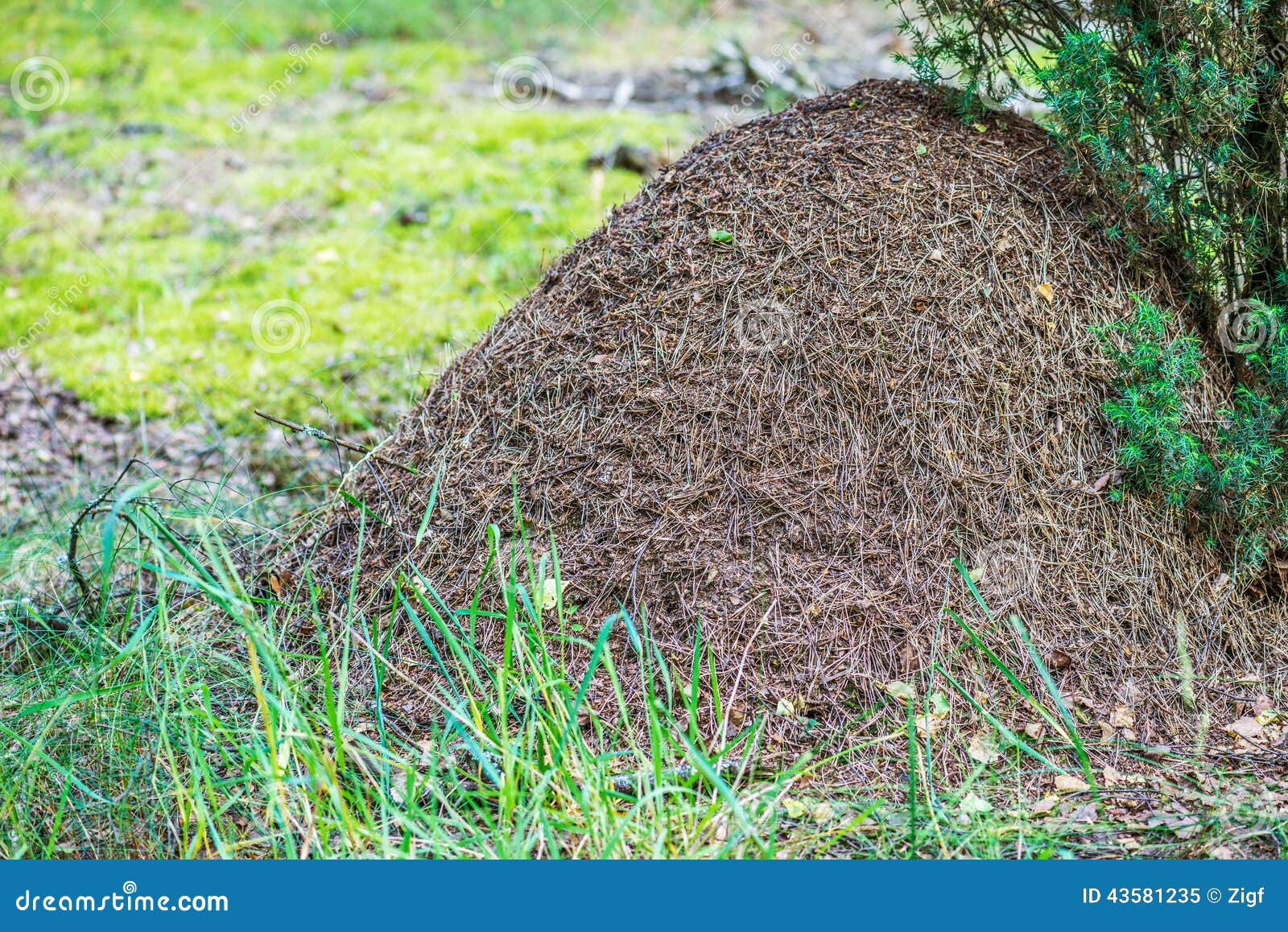 Big ant hill stock image. Image of nature, animal, pine - 43581235