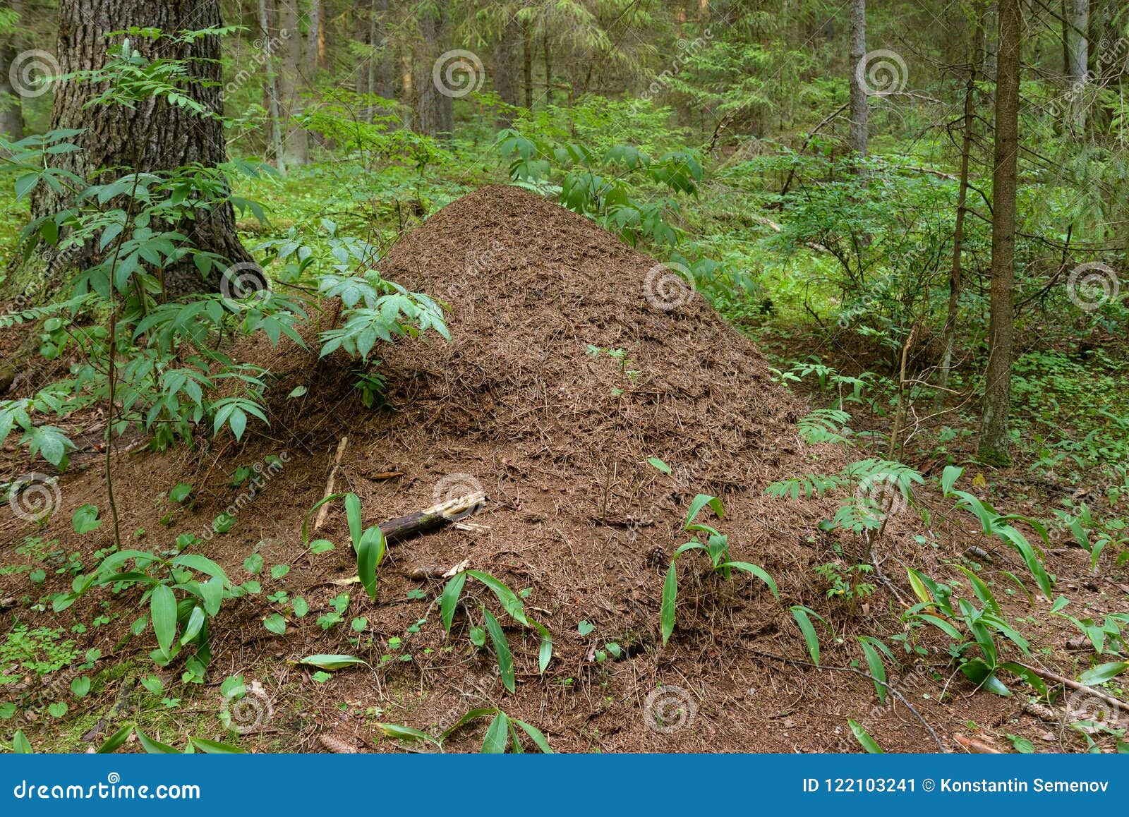 Big ant hill. stock image. Image of closeup, evergreen - 122103241