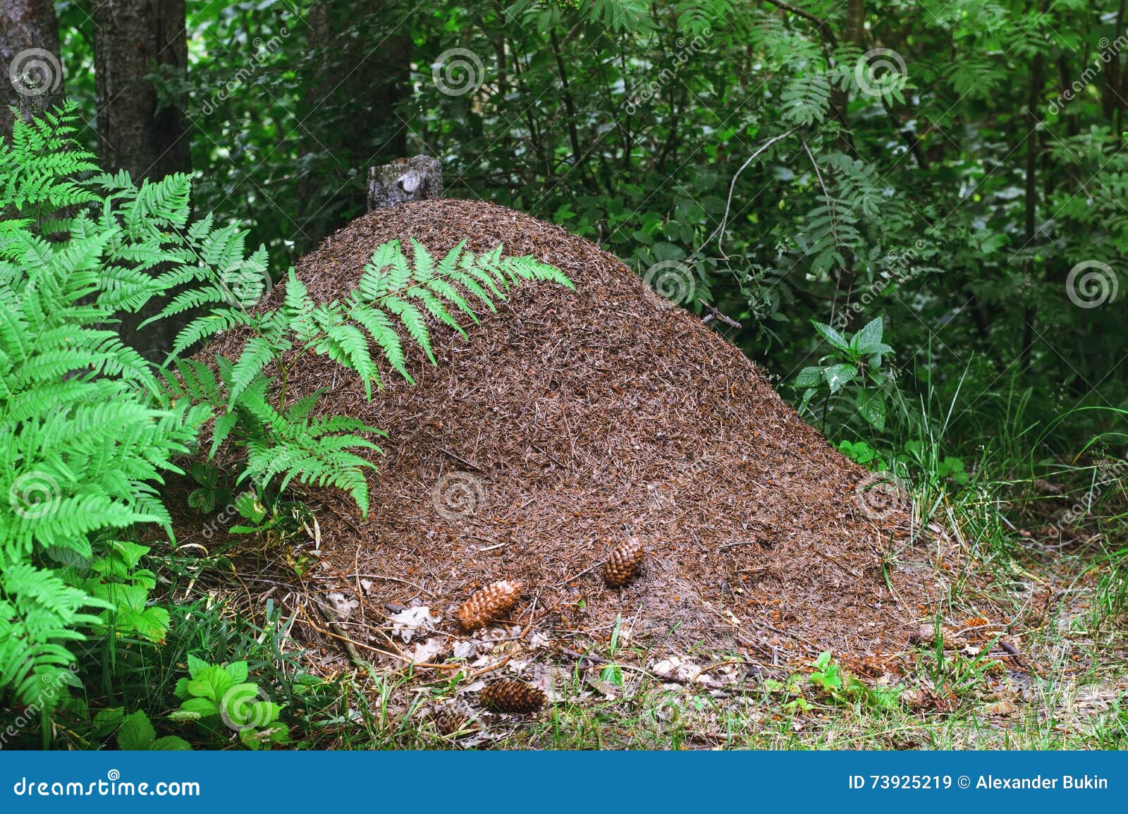 The Big Ant Hill in a Coniferous Forest Stock Image - Image of insects ...