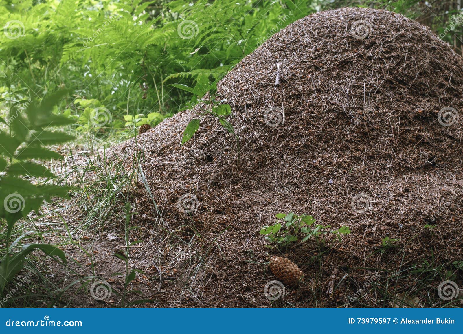 The Big Ant Hill in a Coniferous Forest Stock Image - Image of insects ...