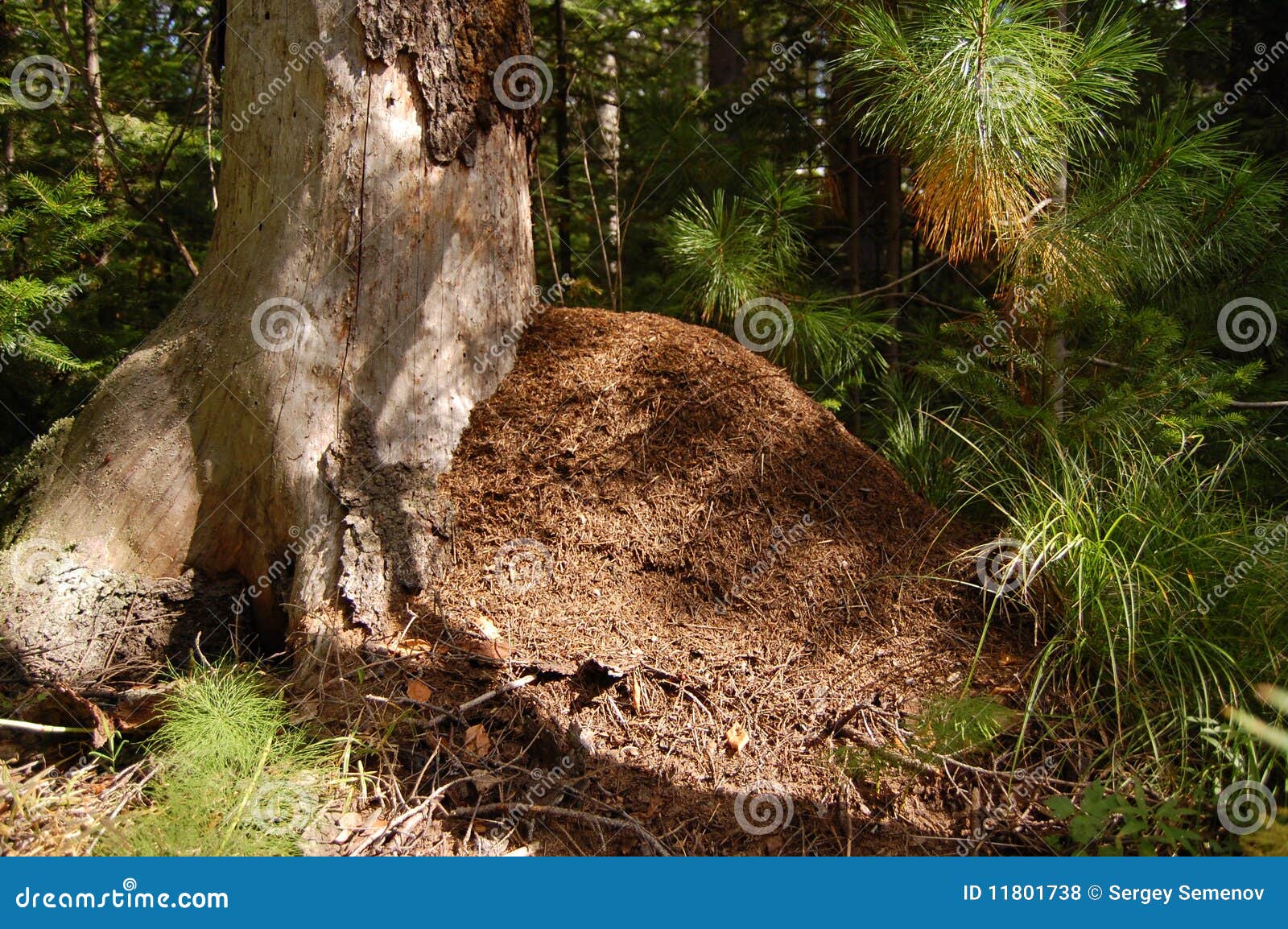 The Big Ant Hill in a Coniferous Wood Stock Photo - Image of ecology ...