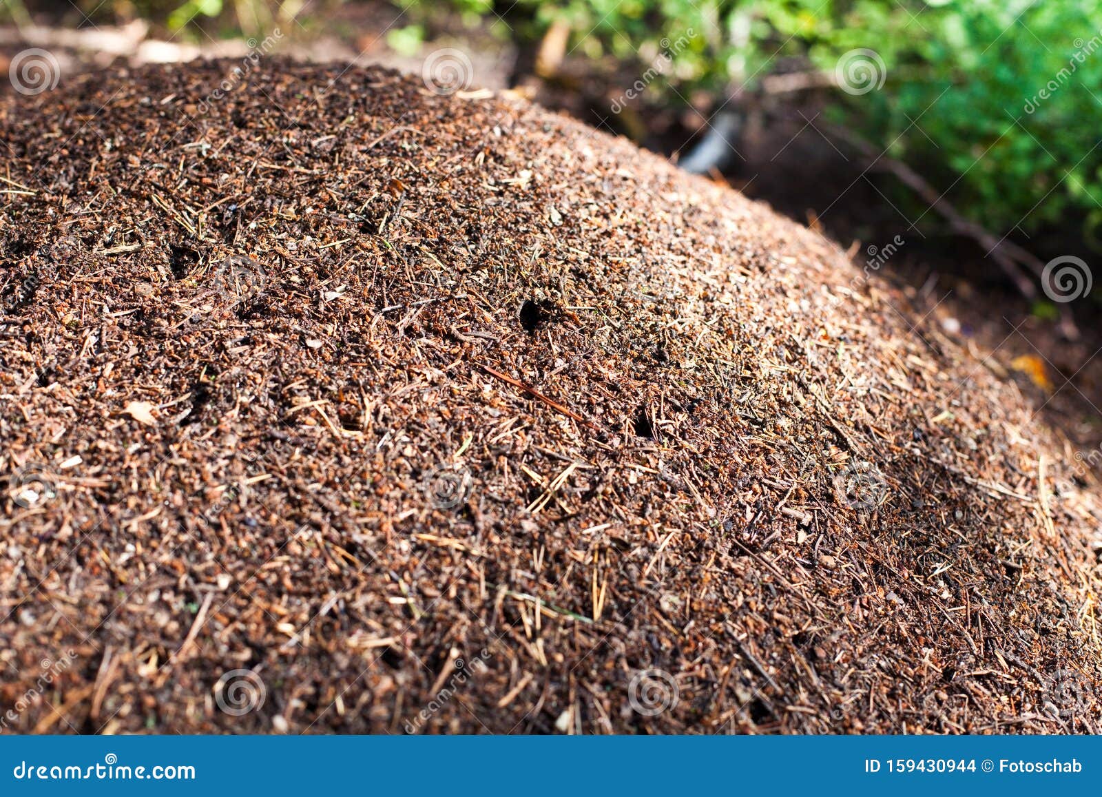 Big ant hill in the forest stock photo. Image of outdoor - 159430944