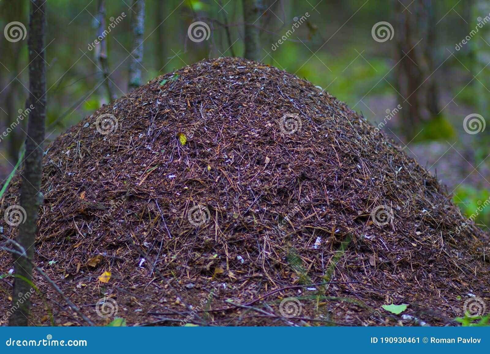 Big Ant Hill Home in the Summer Forest Stock Image - Image of green ...