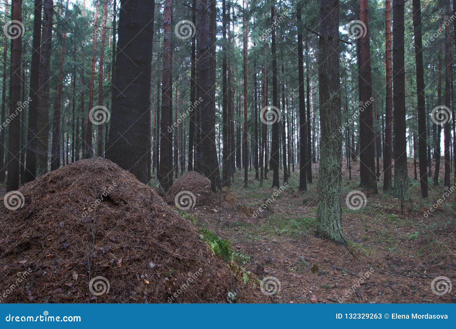 Big Ant Hill in the Middle of the Autumn Spruce Forest Stock Image ...
