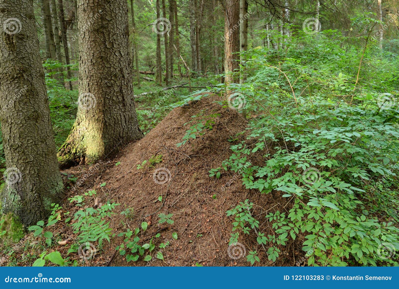 Big ant hill. stock image. Image of nature, ants, animal - 122103283