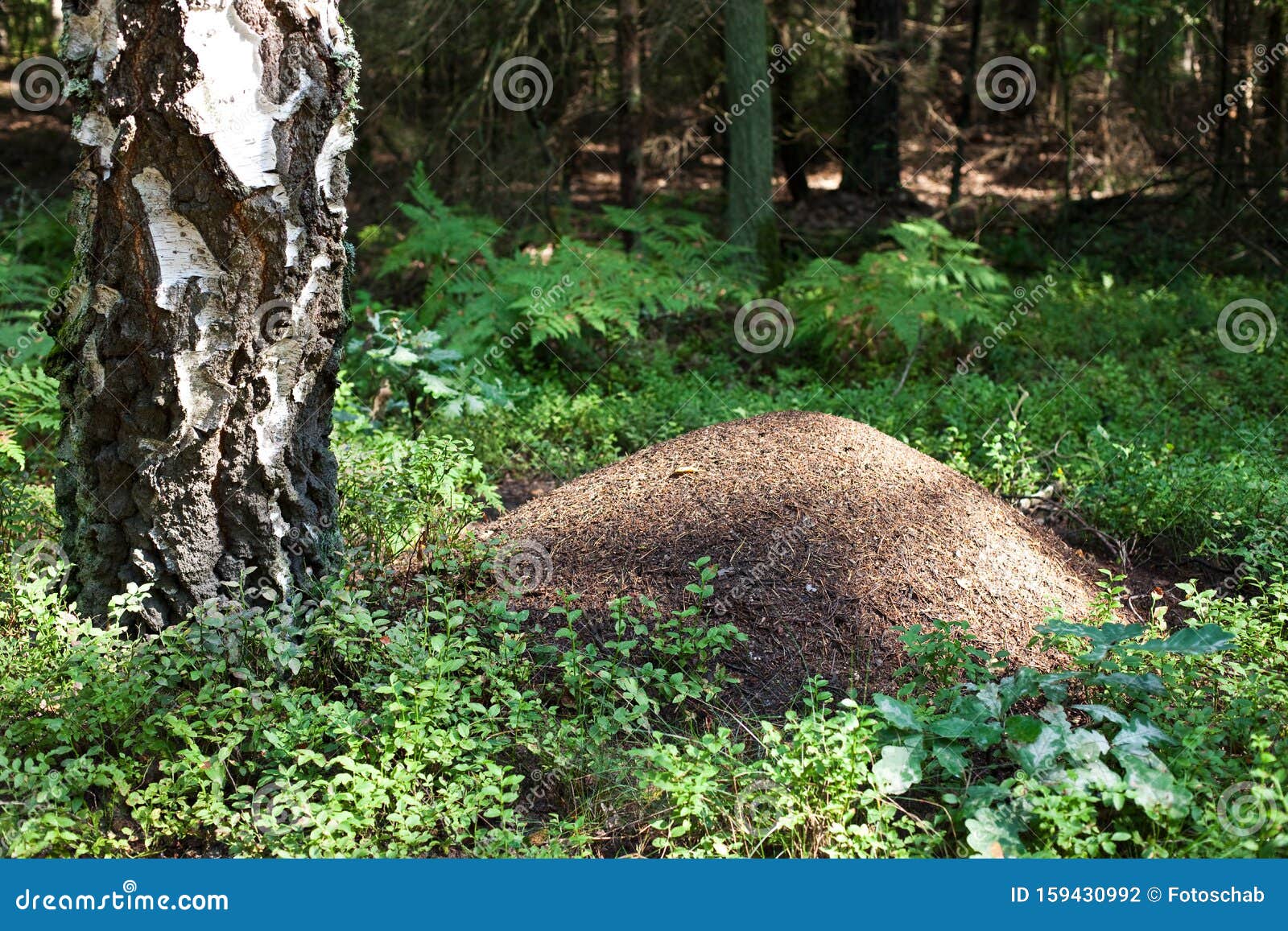 Big ant hill in the forest stock photo. Image of animals - 159430992