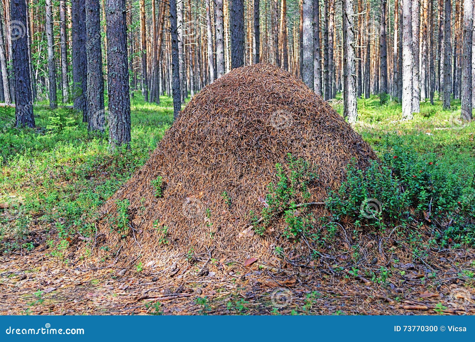 Big ant hill in the woods stock photo. Image of outdoor - 73770300
