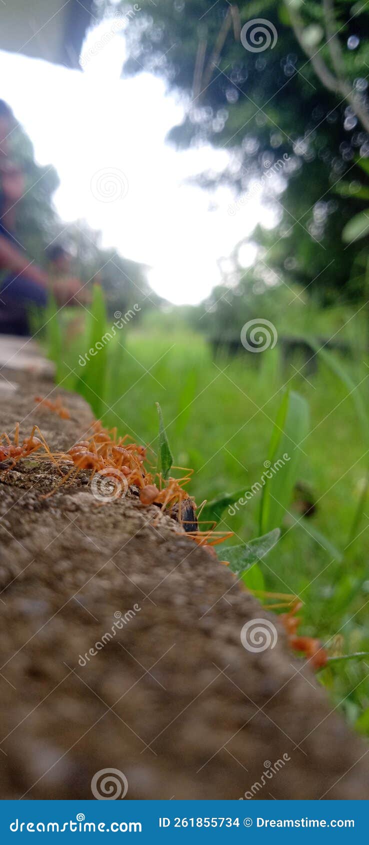 The Big Ant in Javanese Language is Angkrang Stock Photo - Image of ...