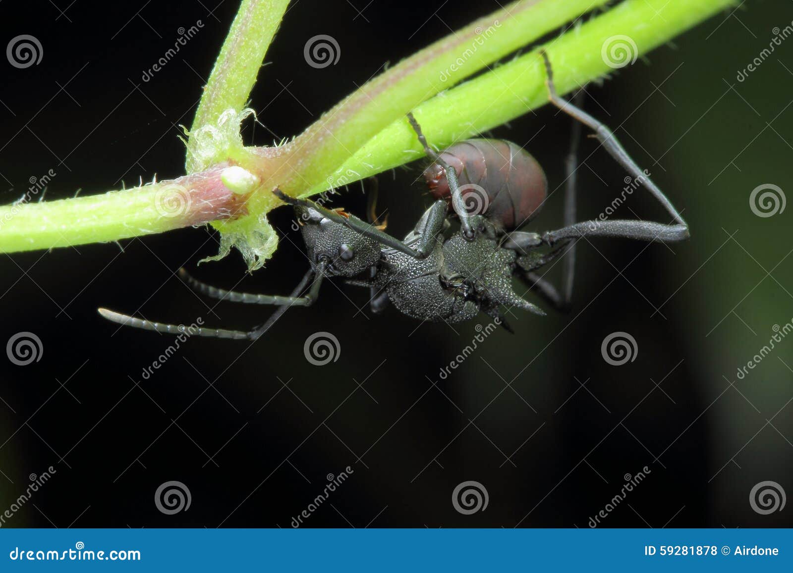 Big Ant stock photo. Image of nature, armored, insect - 59281878