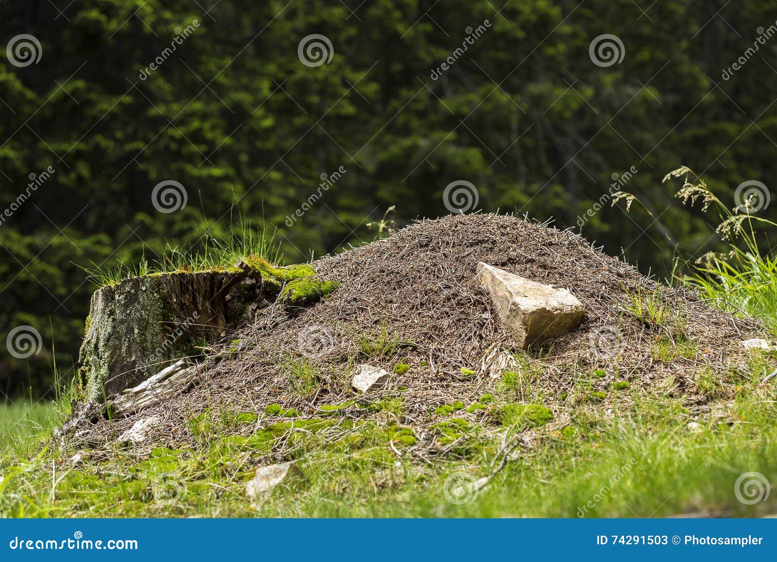 Big ant pile stock image. Image of grass, countryside - 74291503