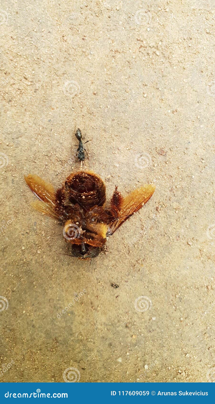 AntPower stock image. Image of power, nature, antpower - 117609059