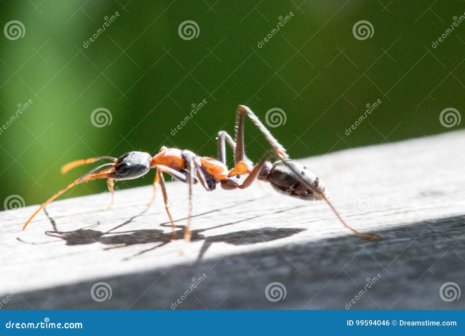 Big ant on a wooden bench stock photo. Image of small - 99594046