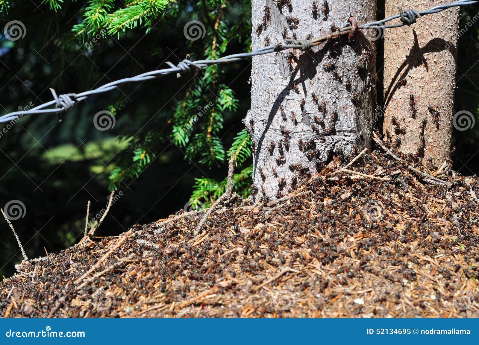 Big Anthill with Colony of Ants Stock Image - Image of close, biology ...