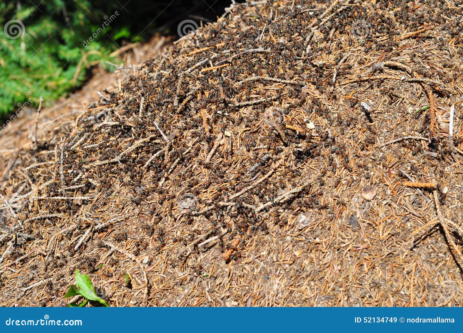 Big Anthill with Colony of Ants Stock Image - Image of environment ...