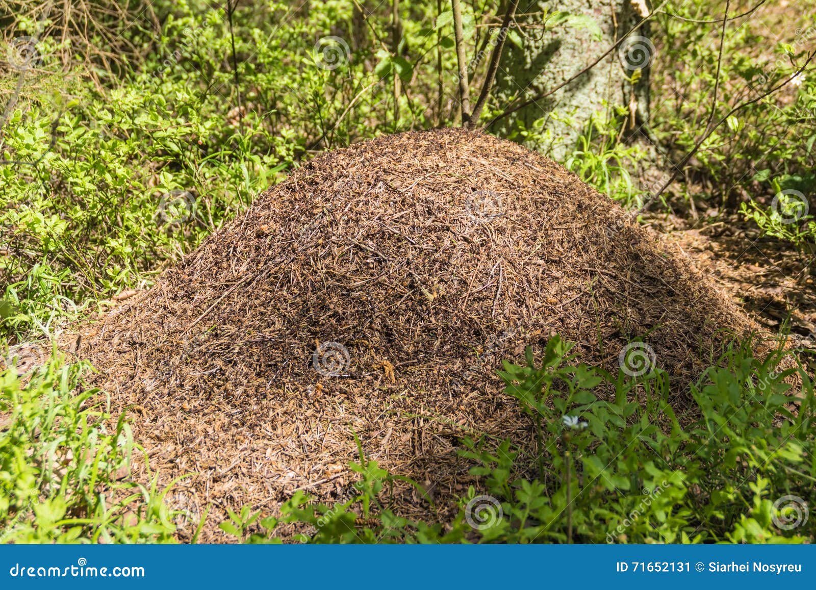 Big Anthill with Colony of Ants in Summer Forest Stock Image - Image of ...