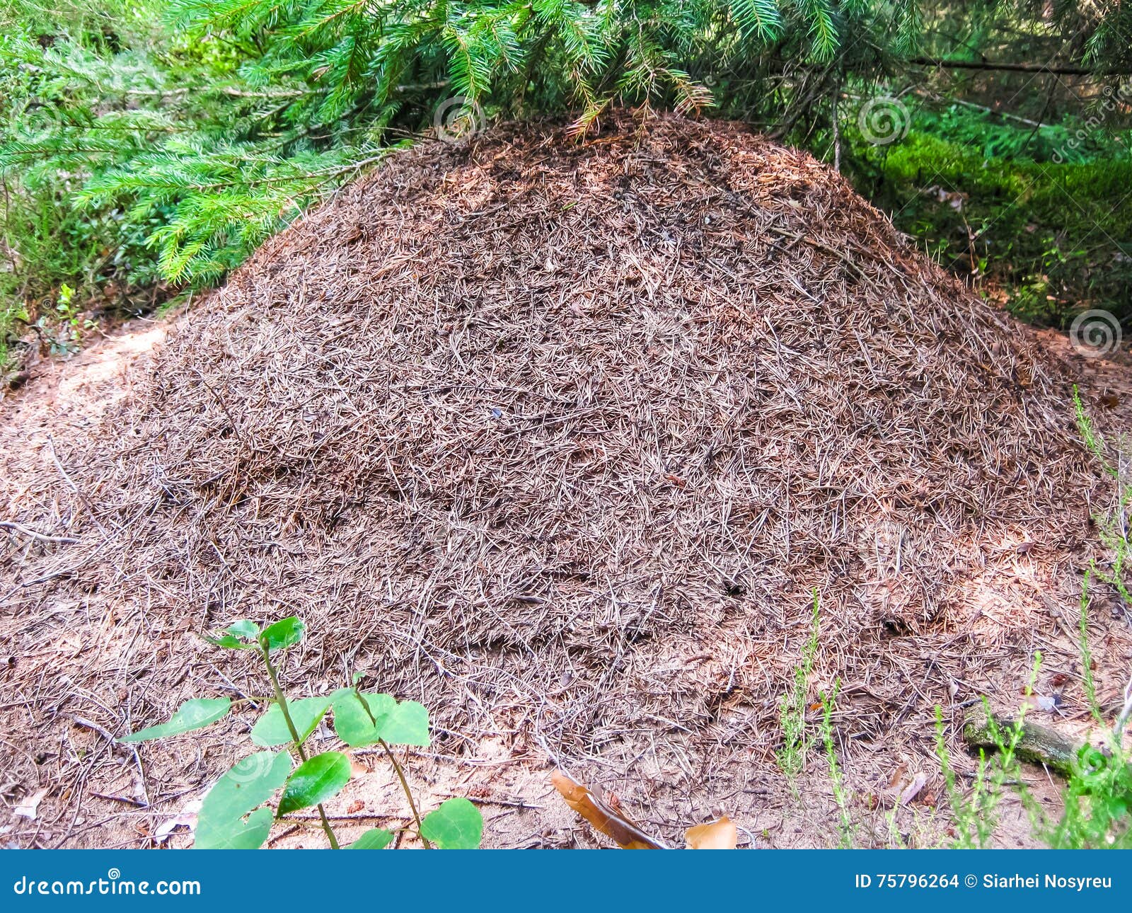 Big Anthill with Colony of Ants in Summer Forest Stock Photo - Image of ...