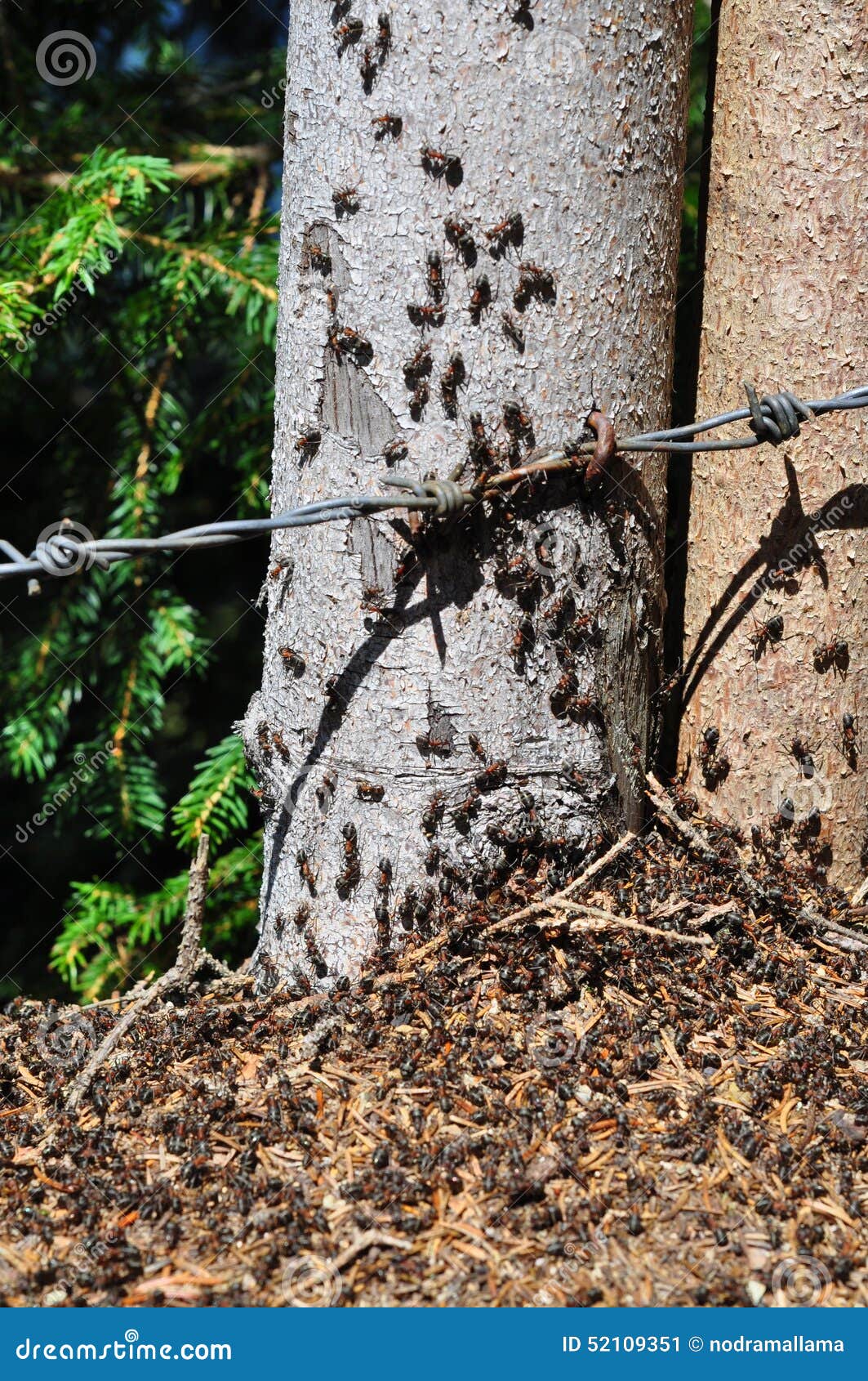 Big Anthill with Colony of Ants in Summer Forest Stock Image - Image of ...