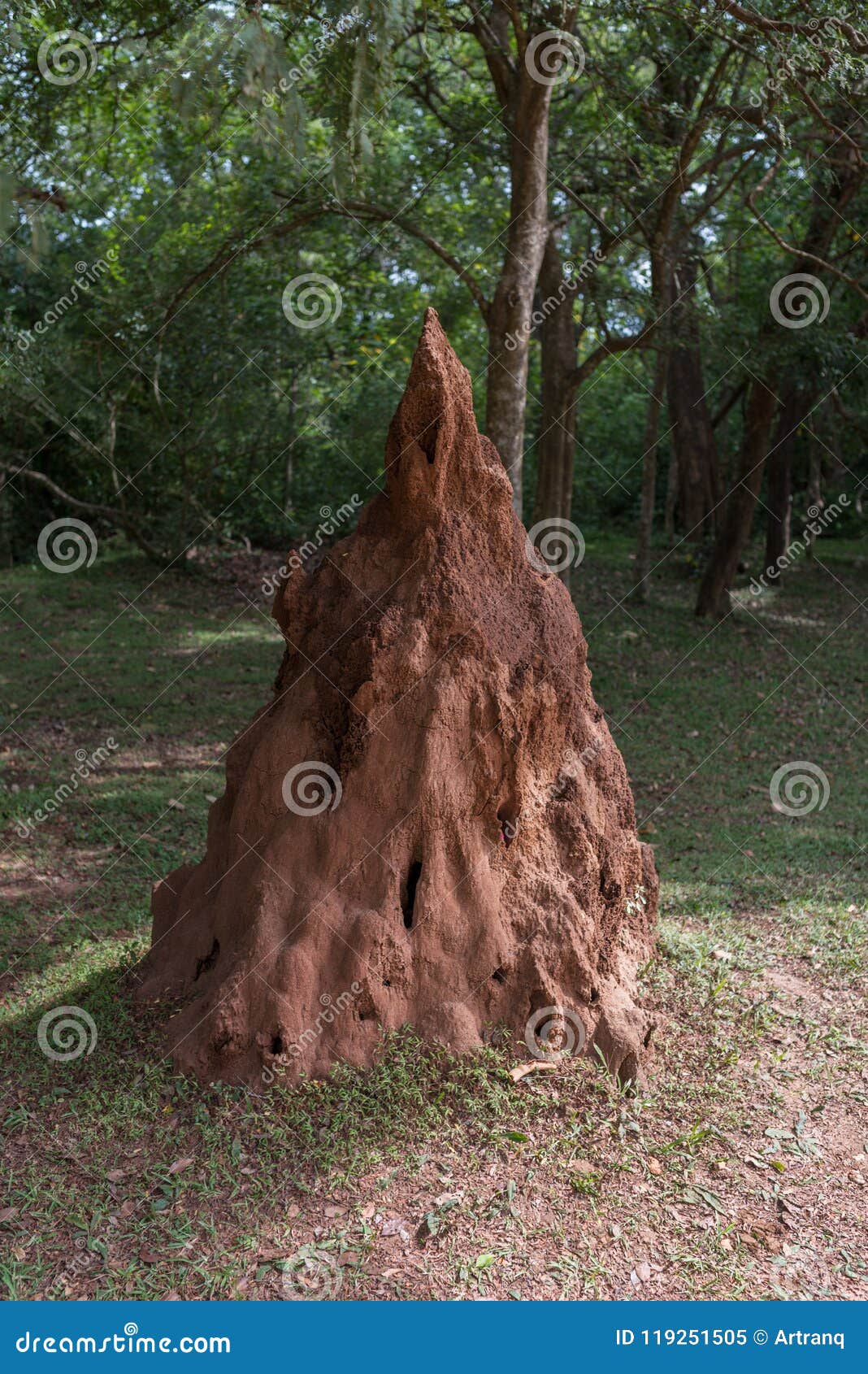 Big Anthill with Colony of Ants in the Woods. Stock Image - Image of ...