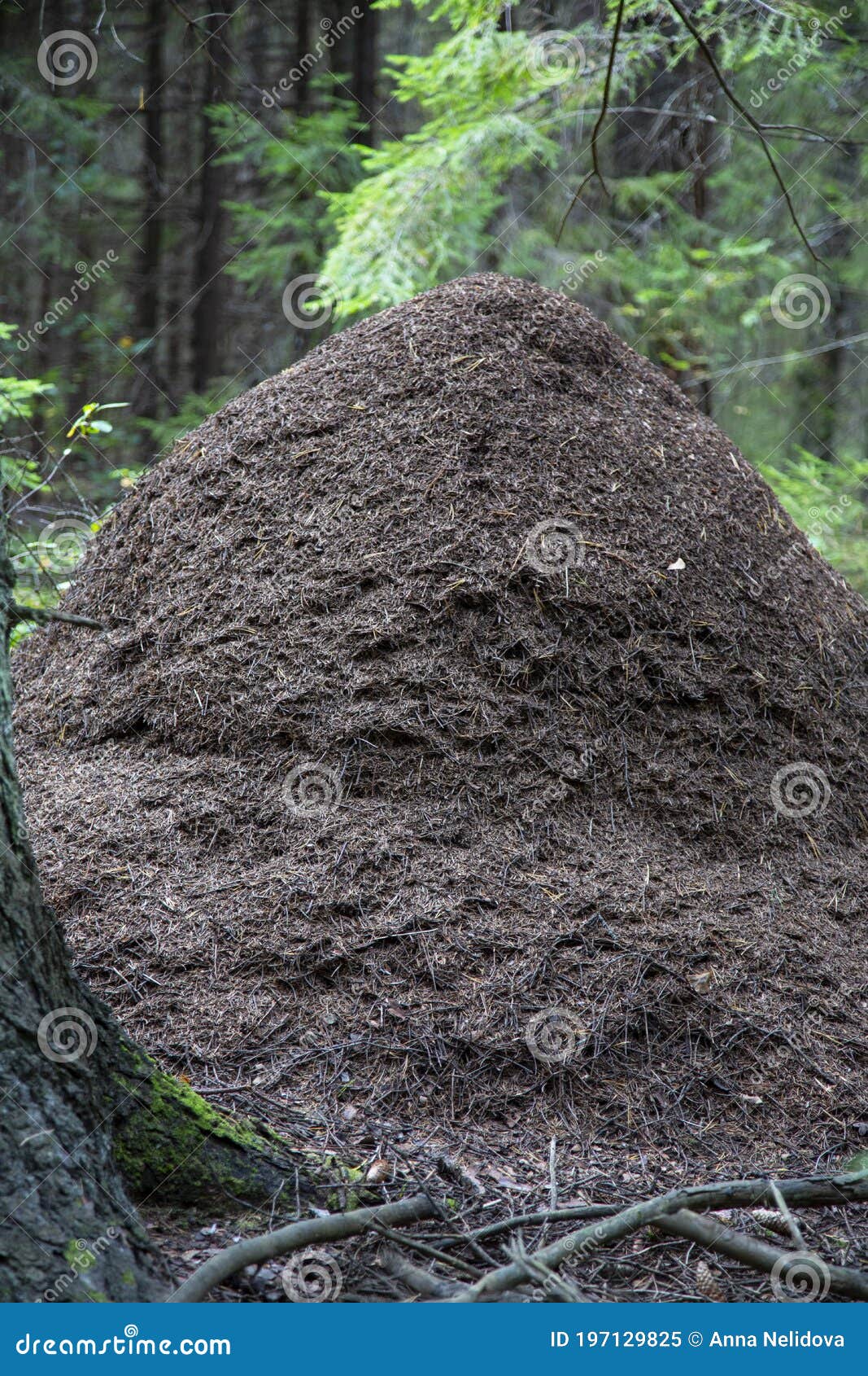 Big Anthill in the Forest. Huge House of Ants Stock Image - Image of ...