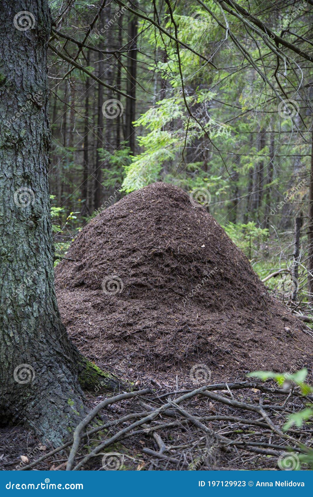 Big Anthill in the Forest. Huge House of Ants Stock Image - Image of ...