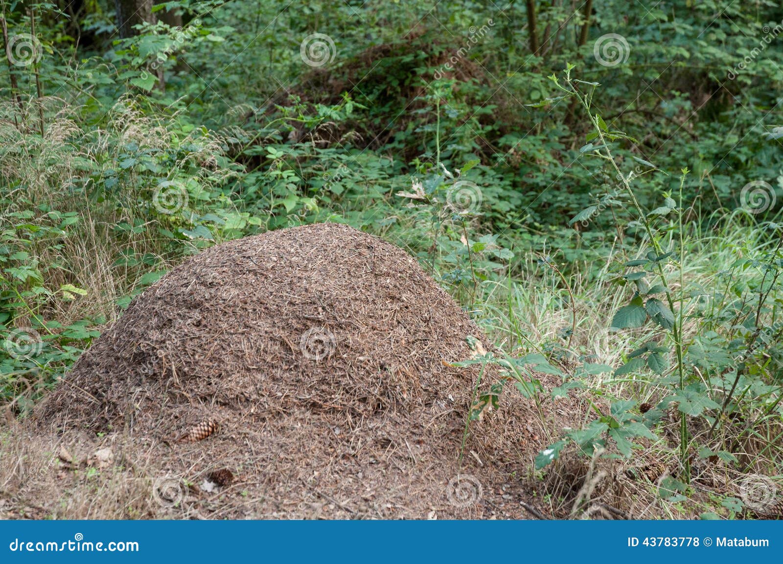 Big anthill stock photo. Image of team, concept, environment - 43783778