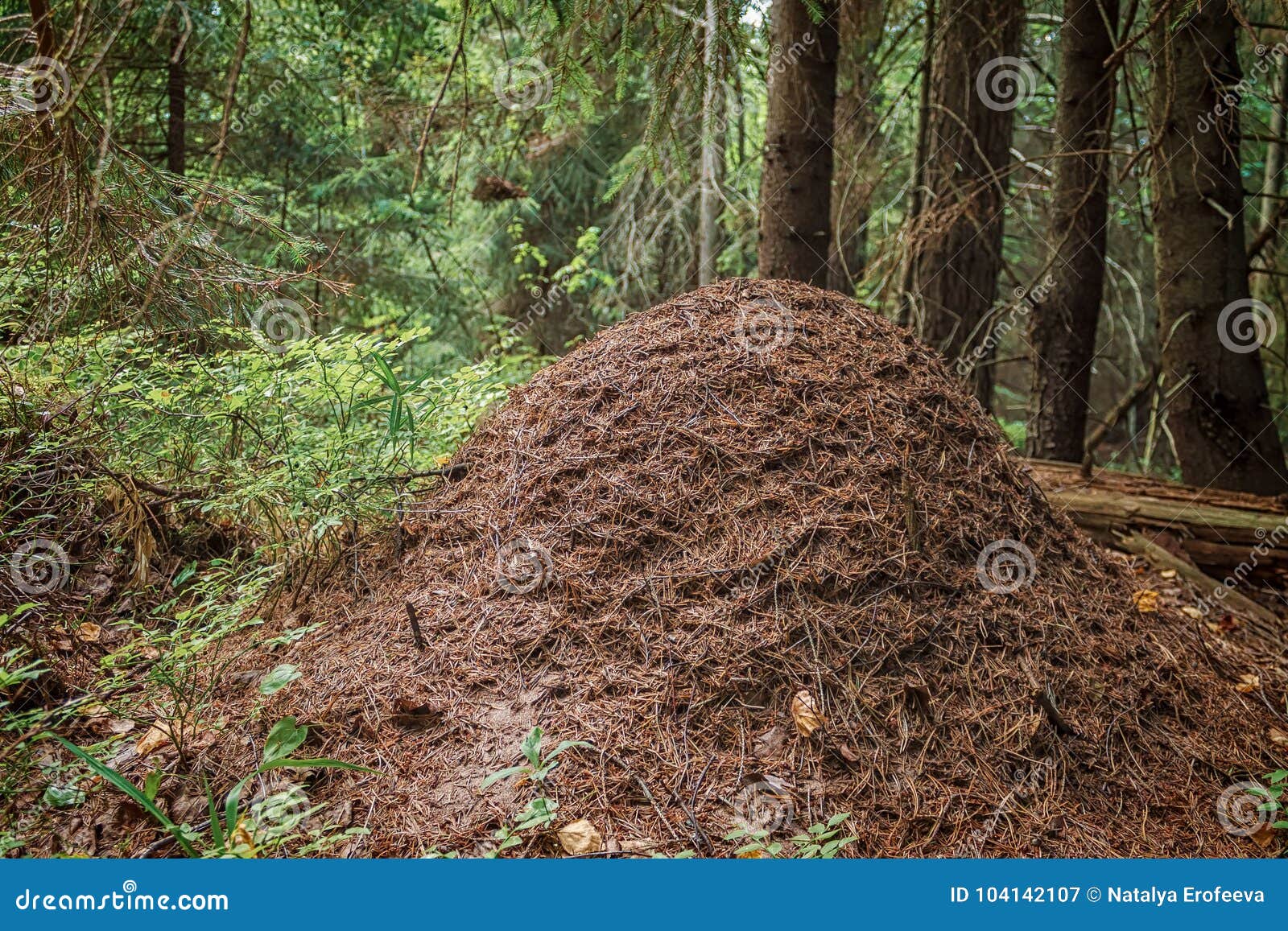 Big Ant Hill Forest Near Tree Stock Photos - Free & Royalty-Free Stock ...