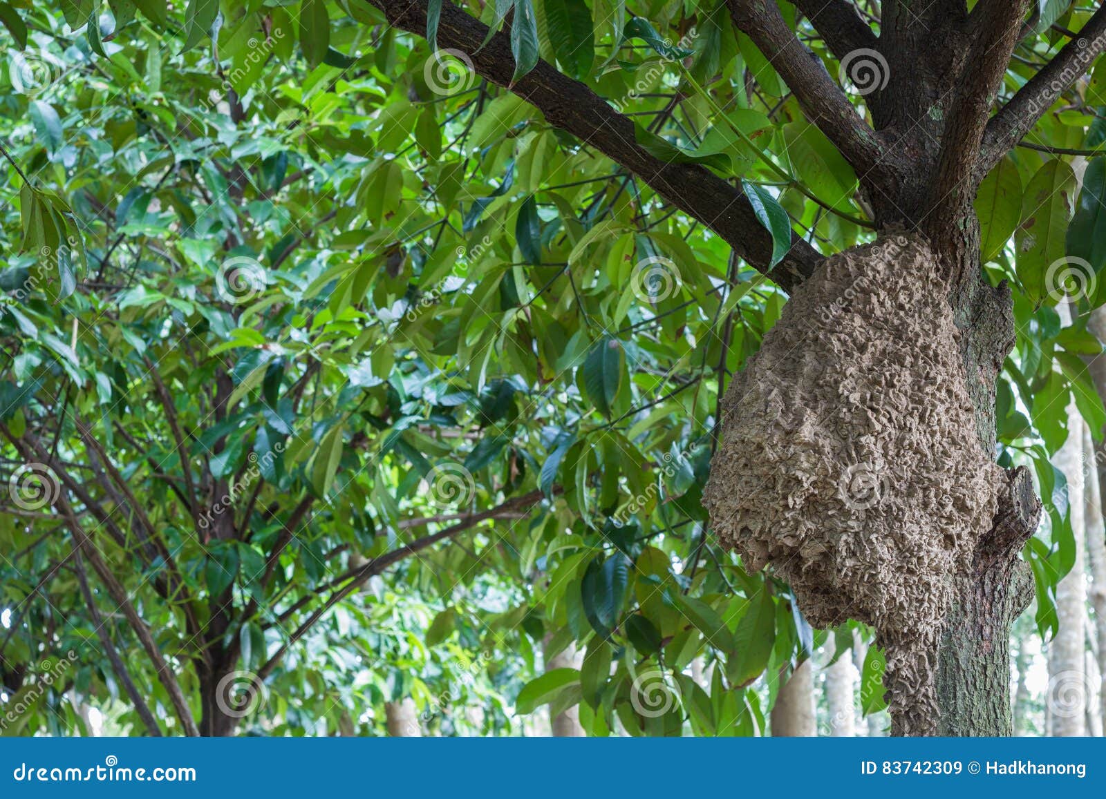 Big anthill on tree stock image. Image of termite, wildlife - 83742309