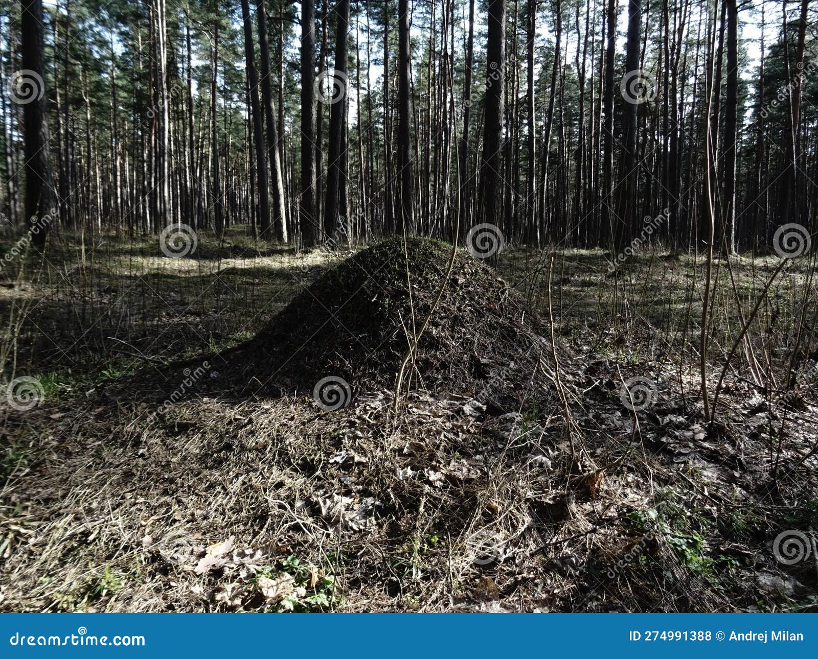 Big Anthill in the in the Wild Forest Stock Photo - Image of morning ...