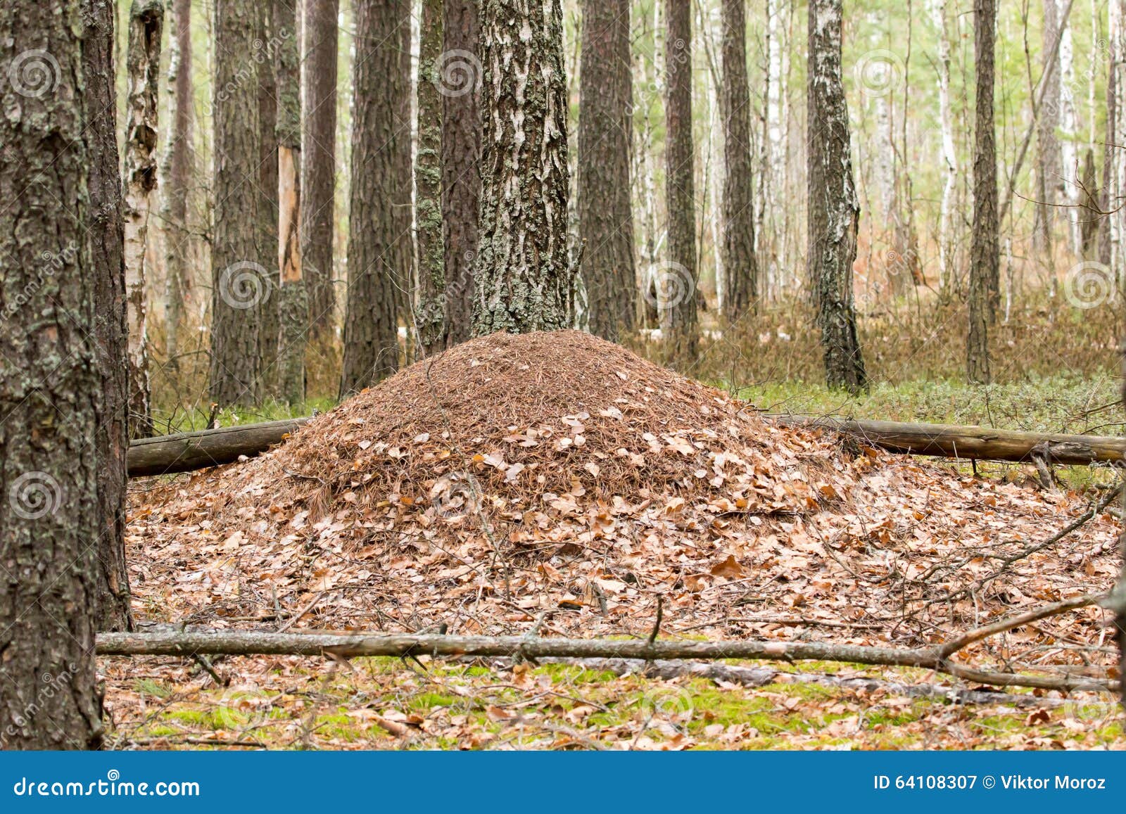 A big anthill stock image. Image of nature, autumn, heap - 64108307